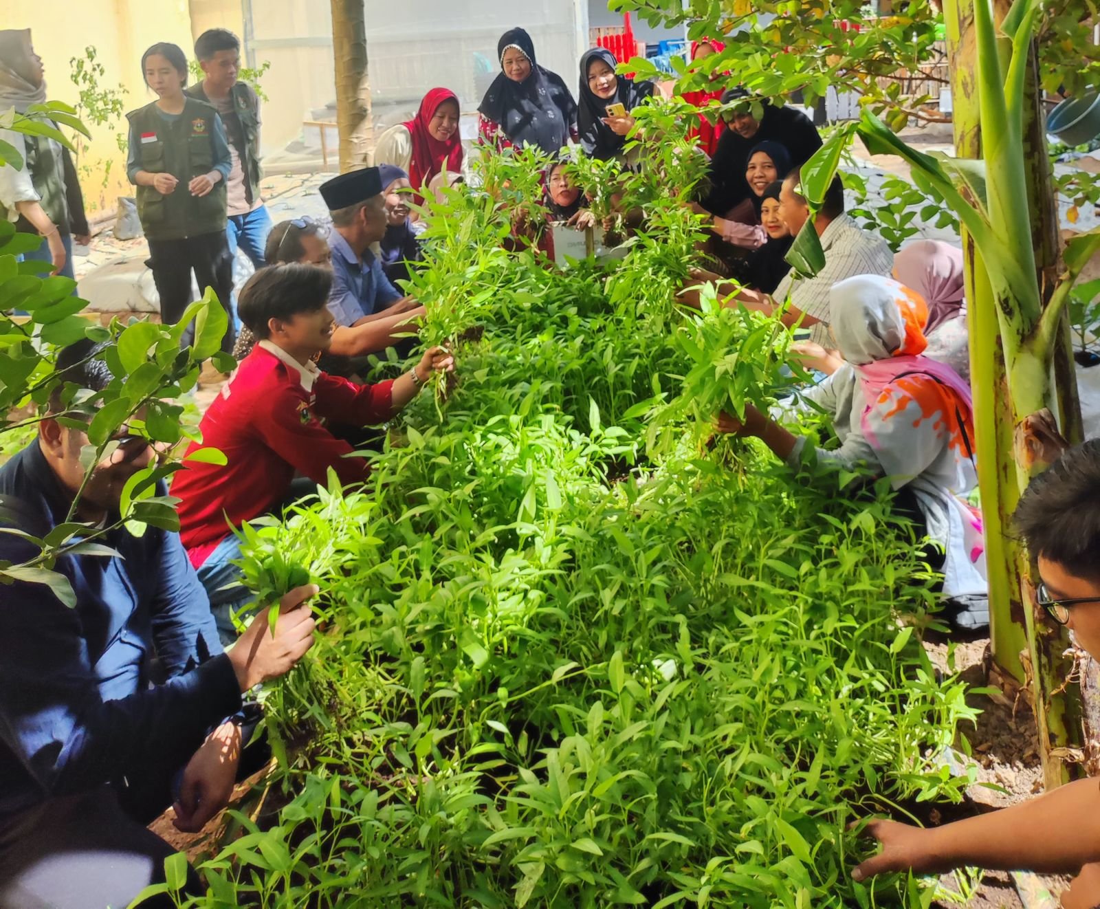 Terapkan Pertanian Modern di Perkotaan, Mahatani Unhas Panen Sayur ...